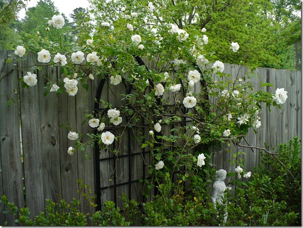A House in the Roses - A Cultivated Nest
